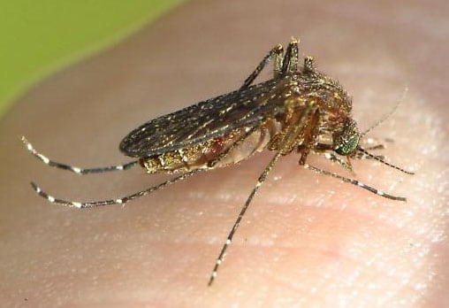 Mosquito: Características, significado, hábitat, alimentación y más