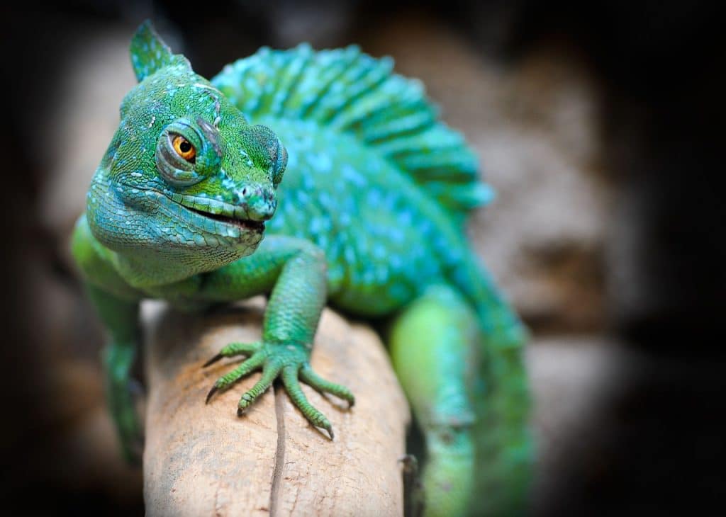 Reptiles: ¿Qué son ? , características, reproducción, hábitat, y mucho más