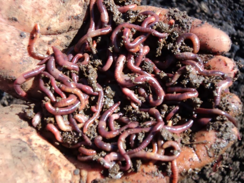 A que grupo pertenece la lombriz y su interesante mundo