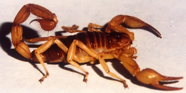 Que es un alacrán y cuales son sus características más importantes