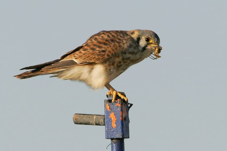 Animales que comen insectos como se llaman: ¡Descúbrelo!