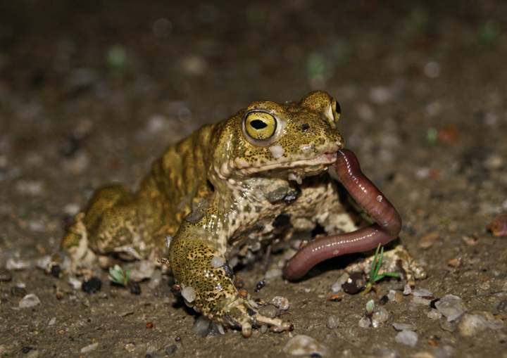 Animales que comen insectos como se llaman: ¡Descúbrelo!
