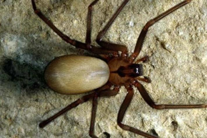 araña parda picadura: Por qué es peligrosa y que síntomas presenta araña parda picadura: Por qué es peligrosa y que síntomas presenta