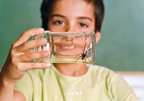 araña parda picadura: Por qué es peligrosa y que síntomas presenta araña parda picadura: Por qué es peligrosa y que síntomas presenta