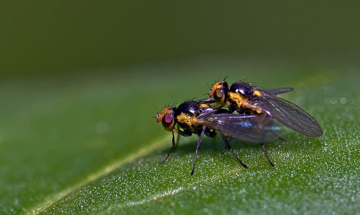 Mosca minadora o Liriomyza huidobrensis: Todo lo que debes saber