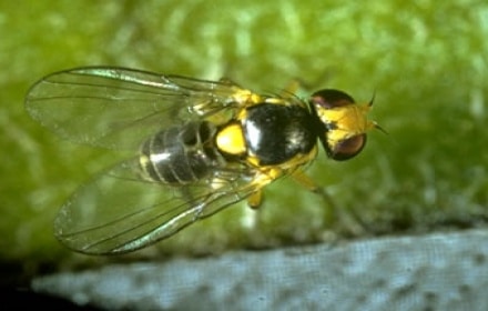 Mosca minadora o Liriomyza huidobrensis: Todo lo que debes saber