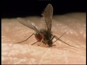 Mosca de la arena: Todo lo que debes saber sobre estas especies