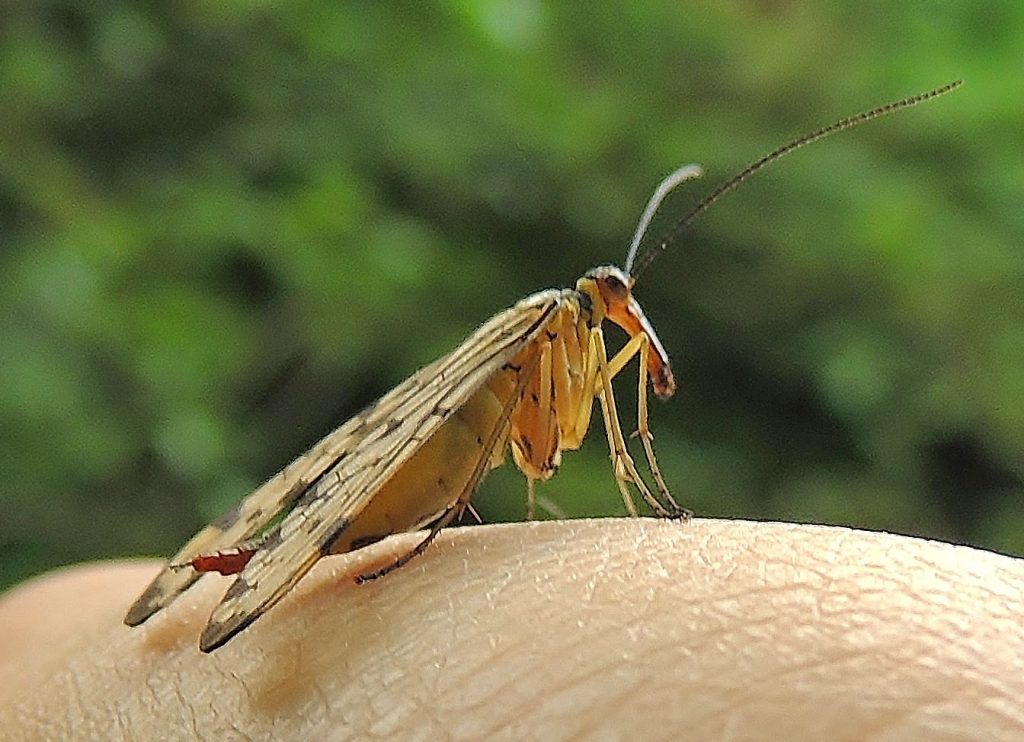 Mosca escorpión: Todo lo que debes saber de la especie