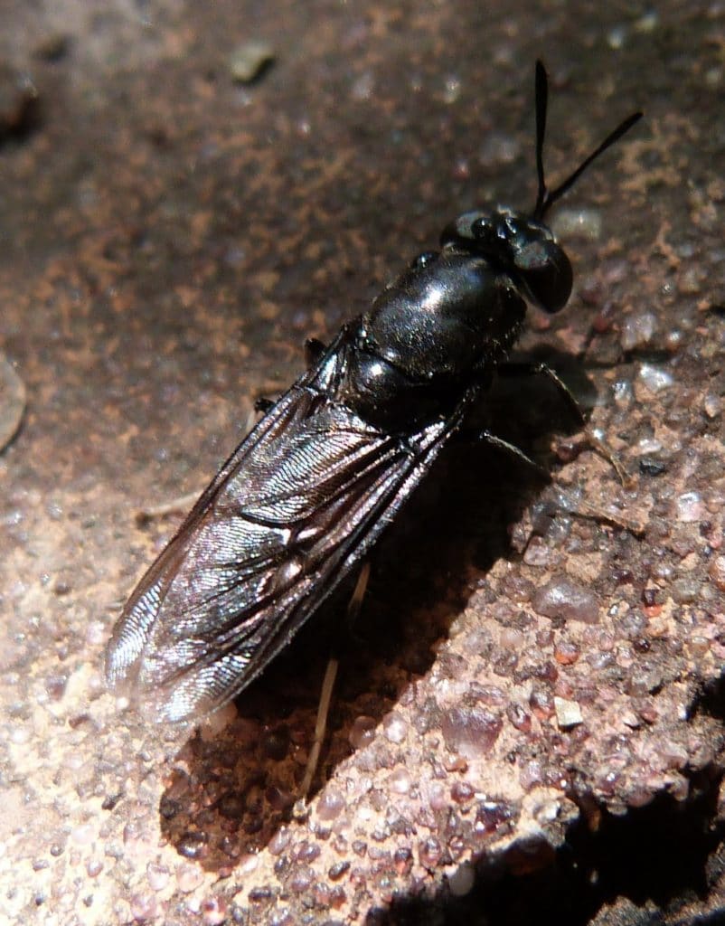 Mosca soldado: Todo lo que debes saber de esta especie