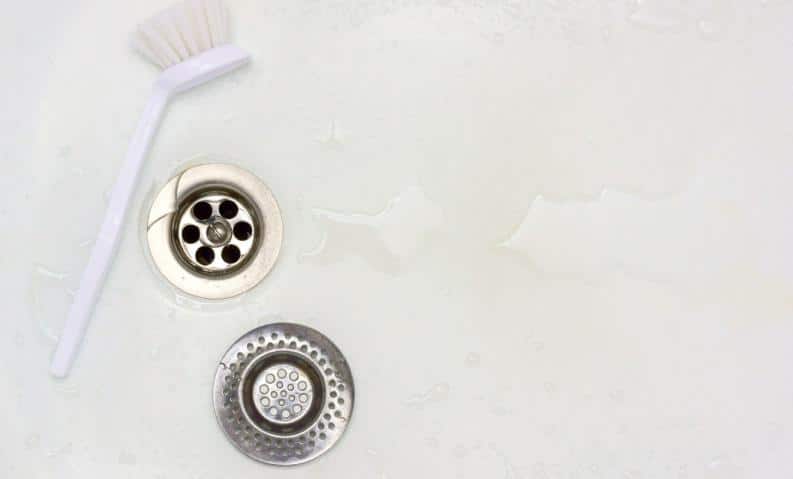 mosca de la humedad: Todo lo que debes saber sobre esta especie