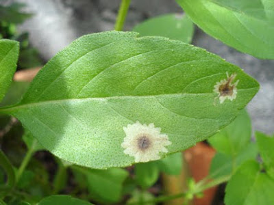 Mosca minadora o Liriomyza huidobrensis: Todo lo que debes saber