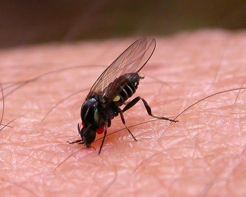 Mosca que pica: Todo lo que debes saber sobre ellas