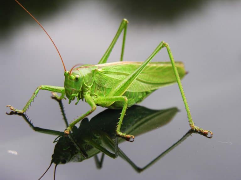 Ortopteros: Características, orden, importancia y más