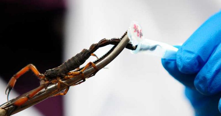 Escorpión azul: Reproducción, homeopatía, beneficios y más.