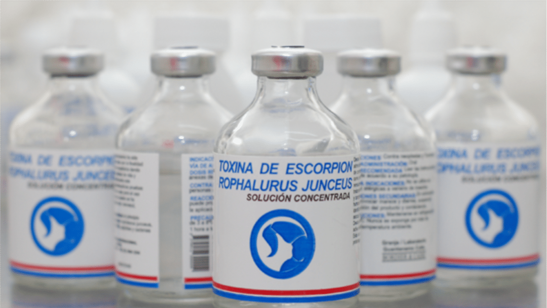 Escorpión azul: Reproducción, homeopatía, beneficios y más.