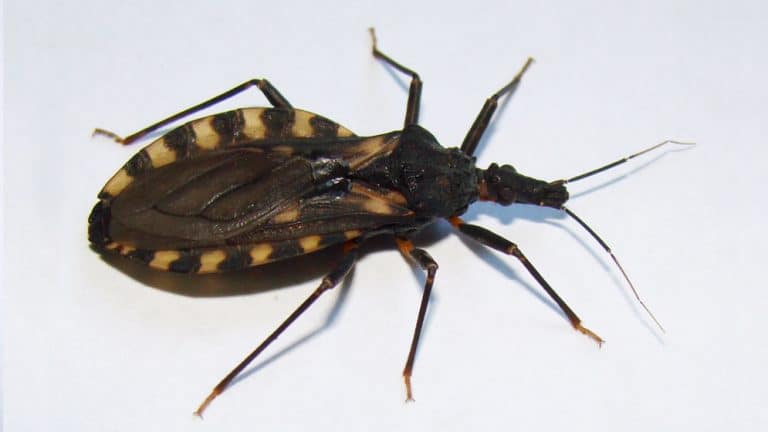 Chinches picudas del chagas o chinches besuconas: Lo que debes saber