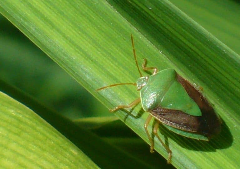 Chinches verdes: Todo lo que debes saber sobre esta especie