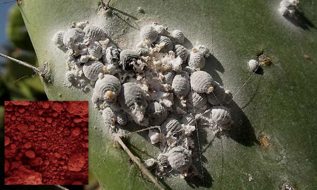 Cochinilla colorante o ácido carmínico: Todo lo que debes saber
