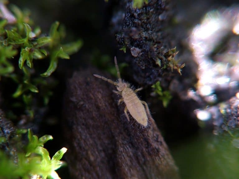 Collembola: Conoce todo acerca de estos insectos
