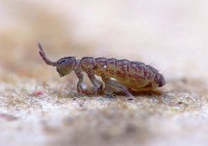 Collembola: Conoce todo acerca de estos insectos
