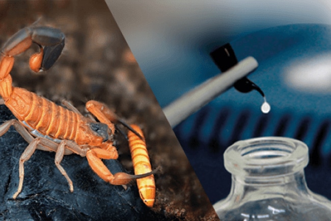 Escorpión azul: Reproducción, homeopatía, beneficios y más.