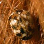 Escarabajo de alfombra: Todo lo que debes saber sobre esta especie