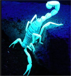 Escorpión azul: Reproducción, homeopatía, beneficios y más.