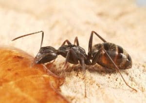 Hormiga carpintera marabunta o soldado: Todo sobre ellas