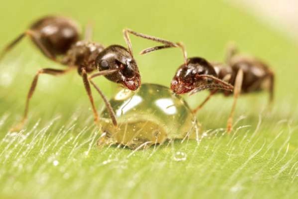 Hormigas reina: Características, cómo nace y mucho más
