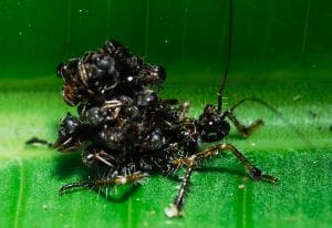 Insecto asesino: Todo lo que necesitas saber sobre esta especie