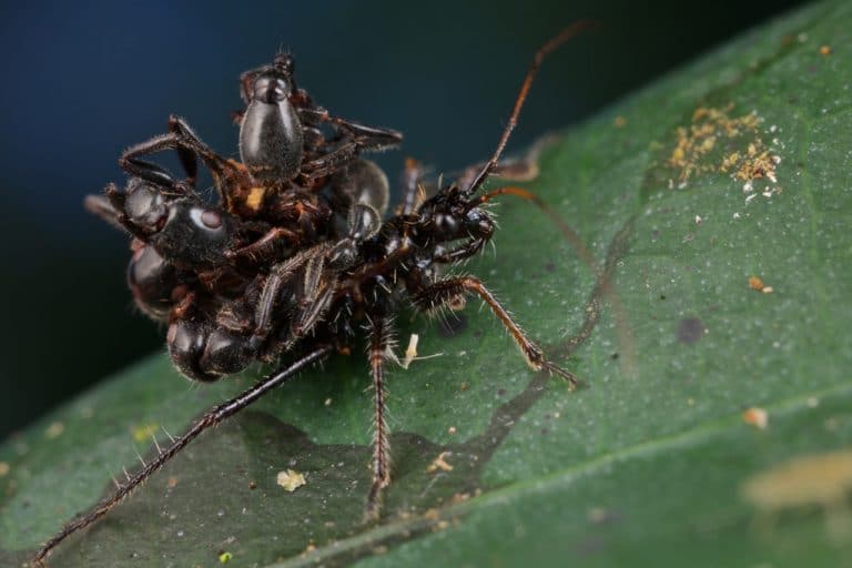 Insecto asesino: Todo lo que necesitas saber sobre esta especie
