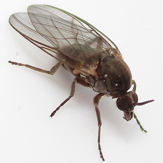 Mosca negra simúlidos: su picadura, sintomas, tratamiento y mas