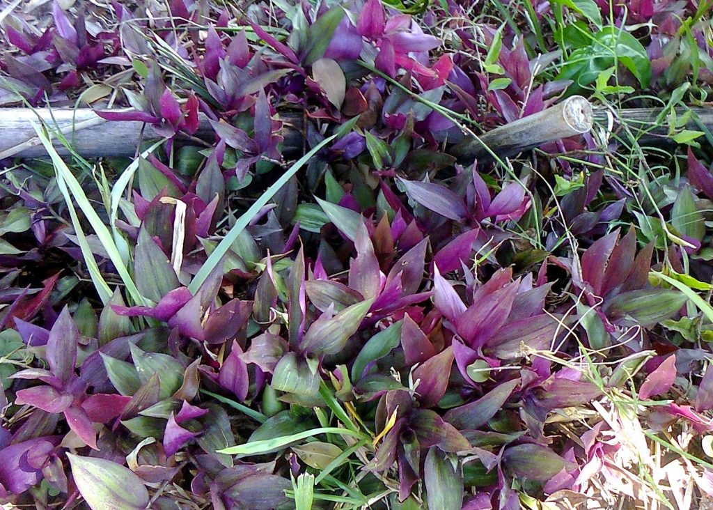 La planta de cucaracha: Curiosa especie con nombre de insecto