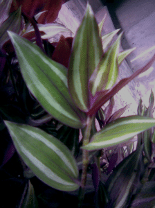 La planta de cucaracha: Curiosa especie con nombre de insecto