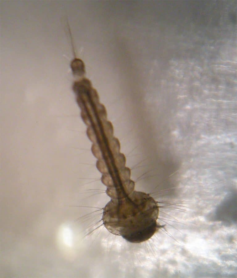 Larvas de mosquitos: Conoce su hábitat, de qué se alimenta y más