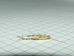 Lepisma saccharina: Hábitat, metamorfosis, picadura y más