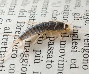 Lepisma saccharina: Hábitat, metamorfosis, picadura y más