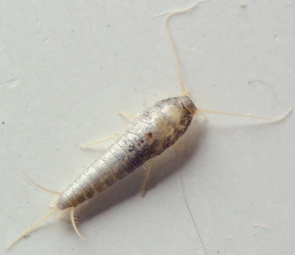 Lepisma saccharina: Hábitat, metamorfosis, picadura y más