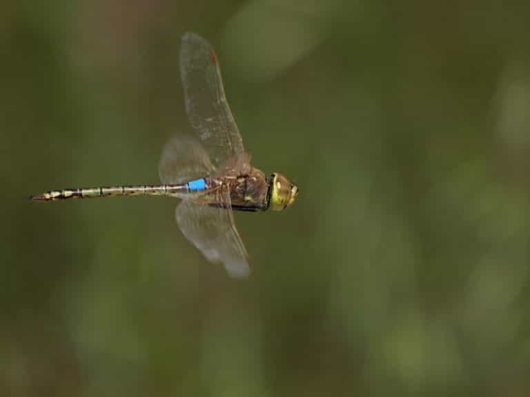 Libélulas verdes: Todo lo que debes saber sobre ellas