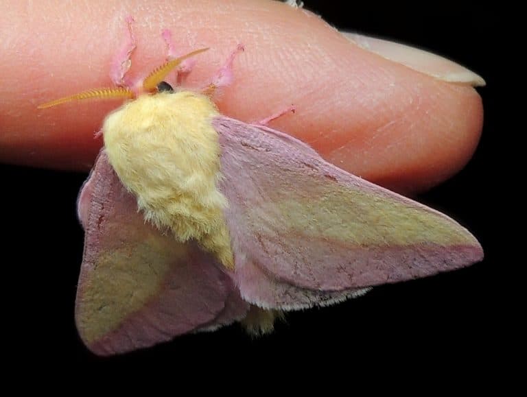 Mariposa rosa: Todo lo que debes saber sobre ella