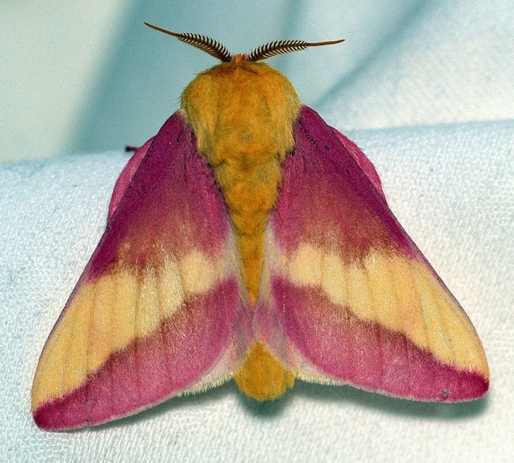 Mariposa rosa: Todo lo que debes saber sobre ella