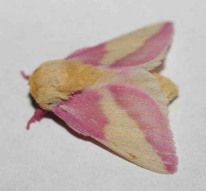 Mariposa rosa: Todo lo que debes saber sobre ella