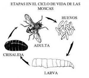 Mosca negra simúlidos: su picadura, sintomas, tratamiento y mas