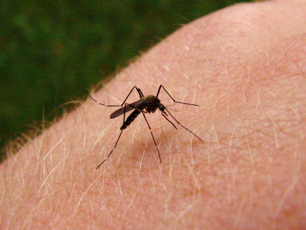 Mosquito anopheles o Mosquito de la malaria: Características, y más