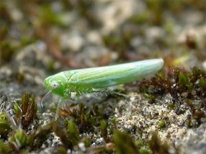 Mosquito verde: Picadura, tratamiento, control biológico y más