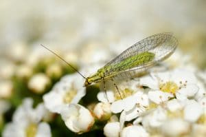 Mosquito verde: Picadura, tratamiento, control biológico y más