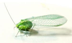 Mosquito verde: Picadura, tratamiento, control biológico y más