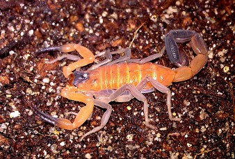 Escorpión azul: Reproducción, homeopatía, beneficios y más.