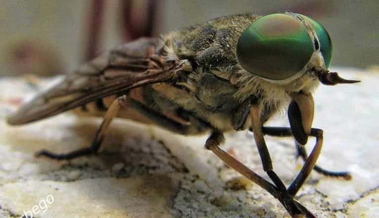 Tábano: Significado, picaadura, tratamiento y más