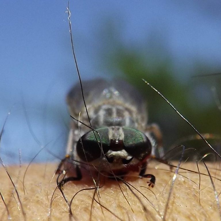 Tábano: Significado, picaadura, tratamiento y más